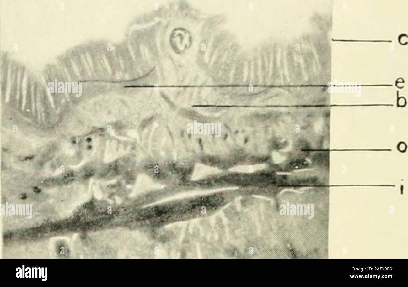 . Journal of morphology. layer c, cilia p, wall of pharyngeal sack e ...