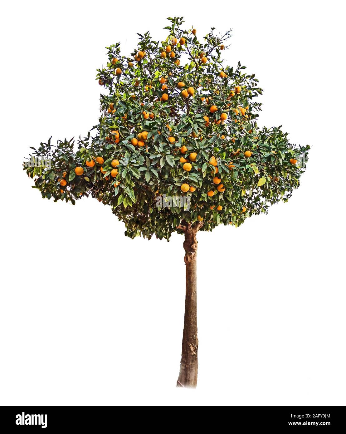 citrus tree on white background Stock Photo - Alamy