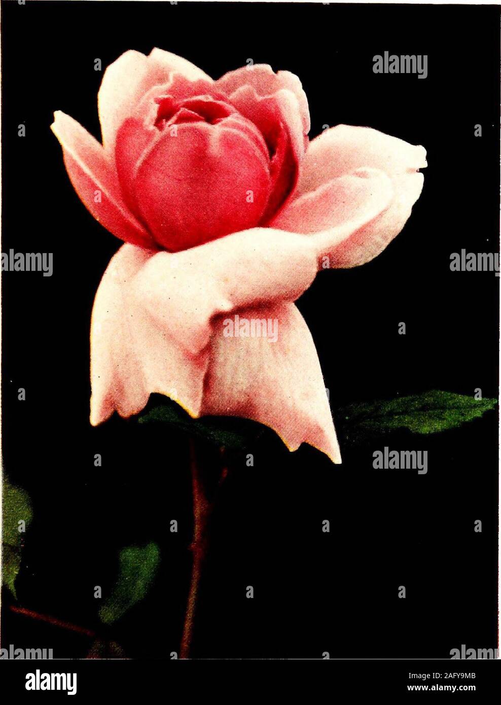 Mcgredy rose hi-res stock photography and images - Alamy