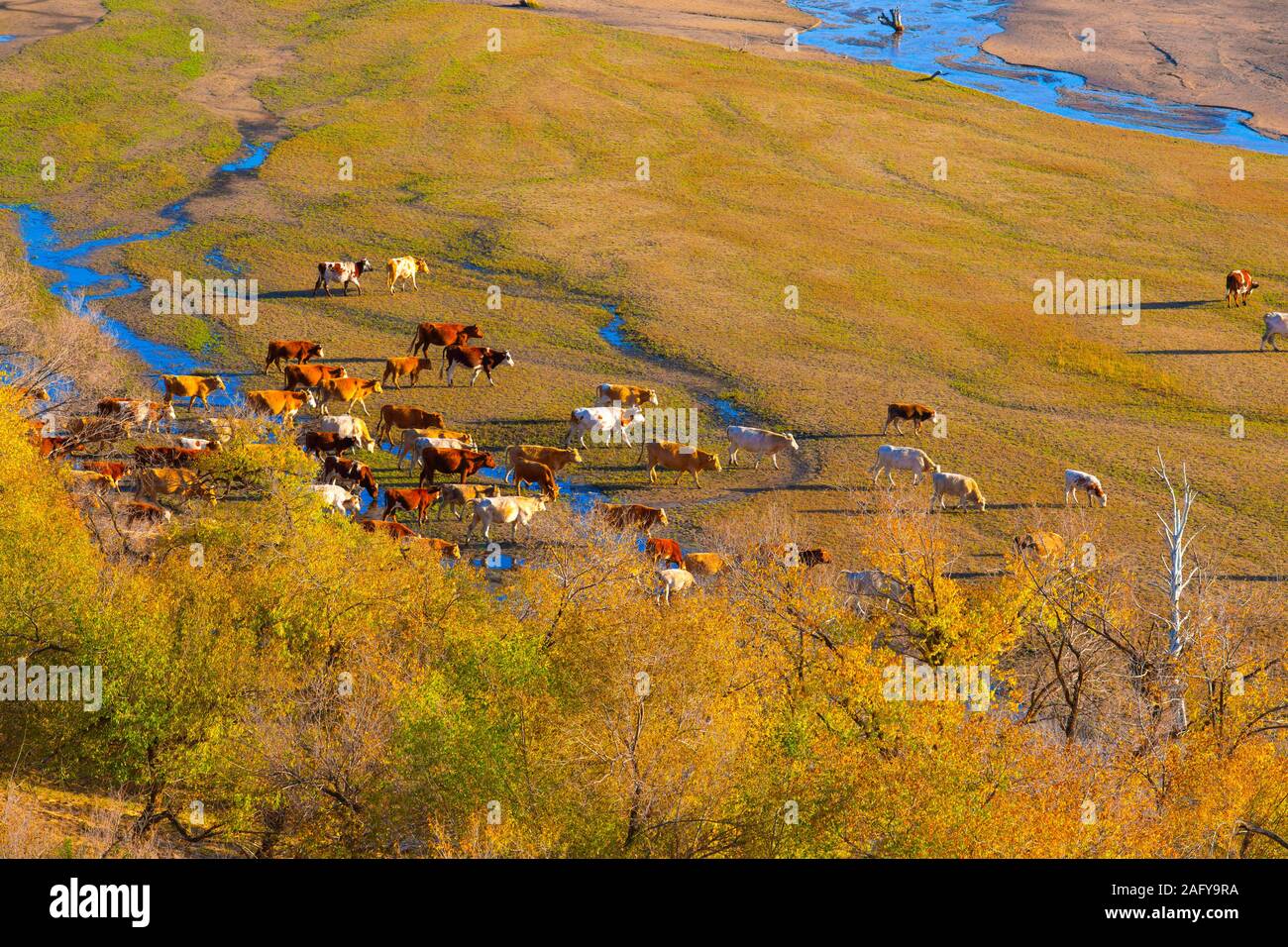 Cattle on grassland Stock Photo - Alamy