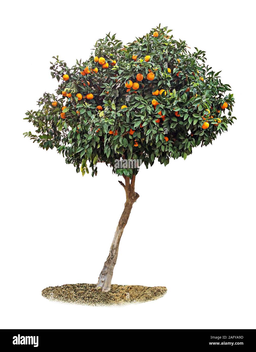 citrus tree on white background Stock Photo - Alamy