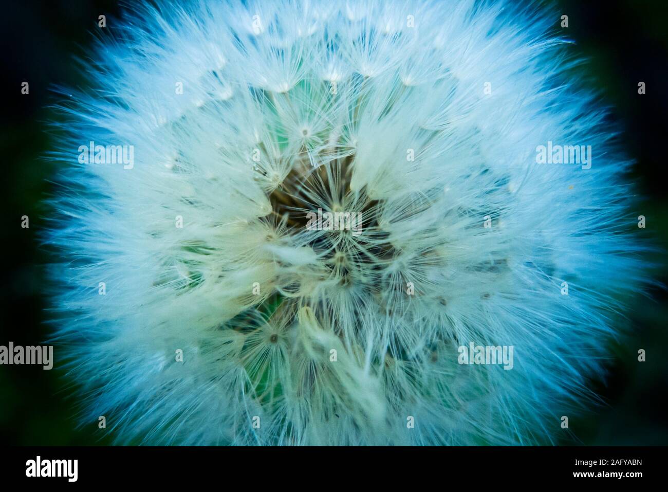 Spherical dandelion hi-res stock photography and images - Alamy