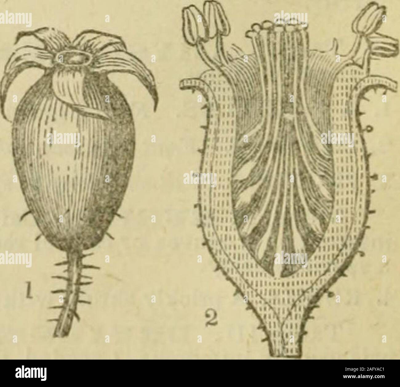 . Flora of Syria, Palestine, and Sinai : from the Taurus to Ras ...