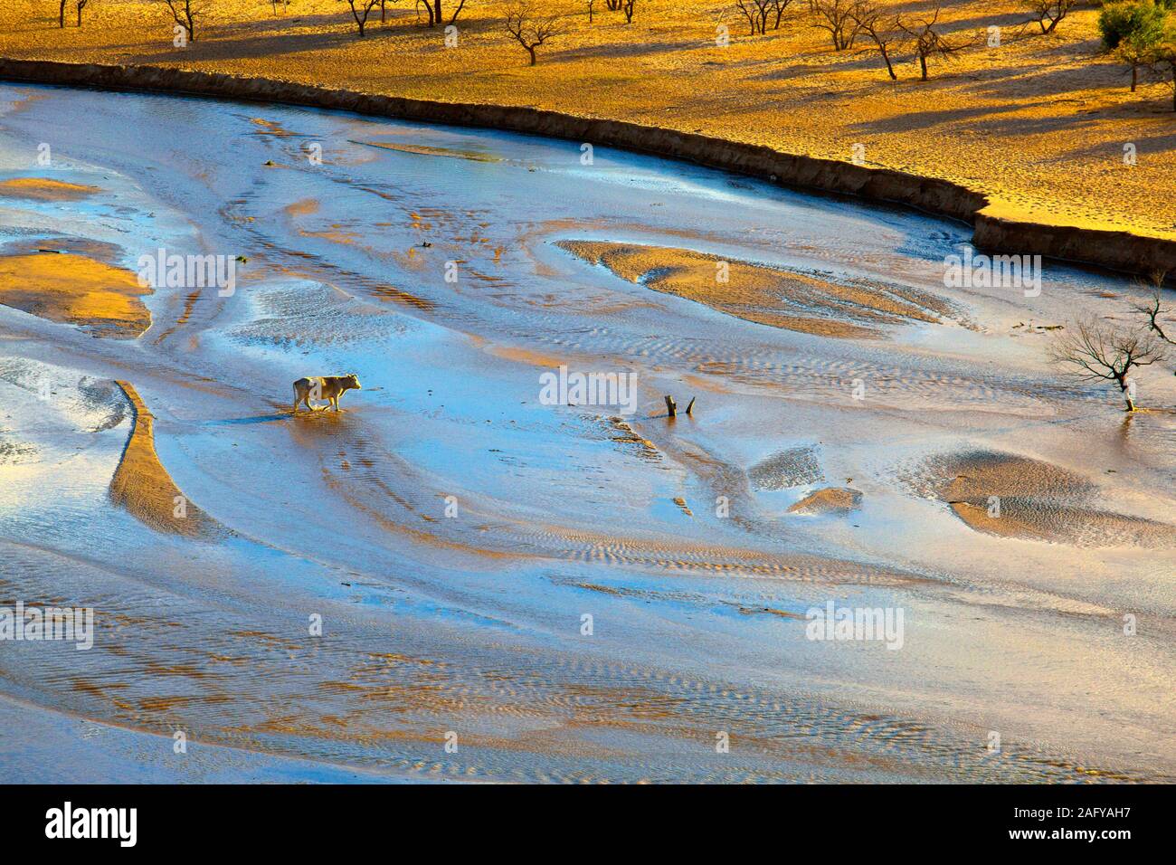 Cattle walking in river Stock Photo - Alamy