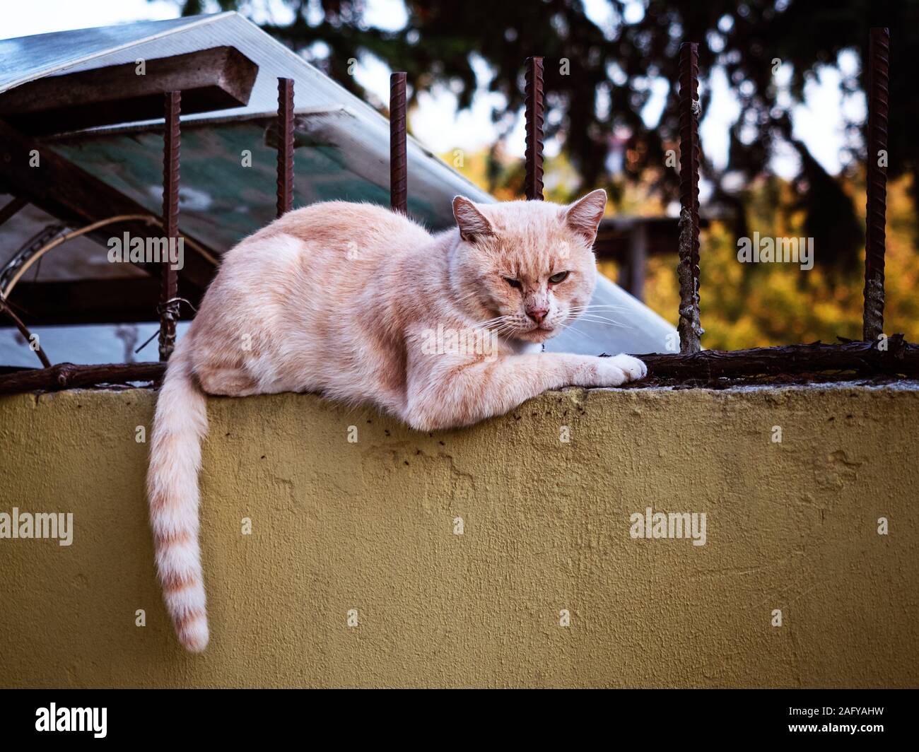 Big scar on face hi-res stock photography and images - Alamy