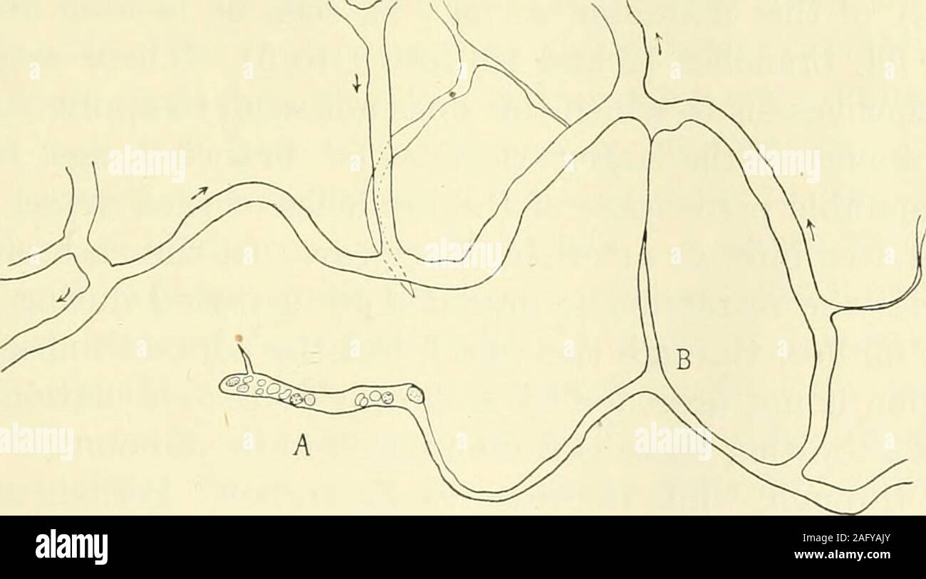 . The American journal of anatomy. 12 a. 12 b Fig. 12 Drawing to ...