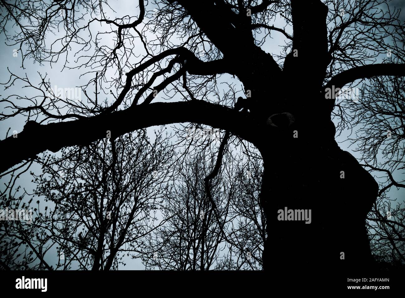mysterious and dramatic tree in silhouette Stock Photo - Alamy