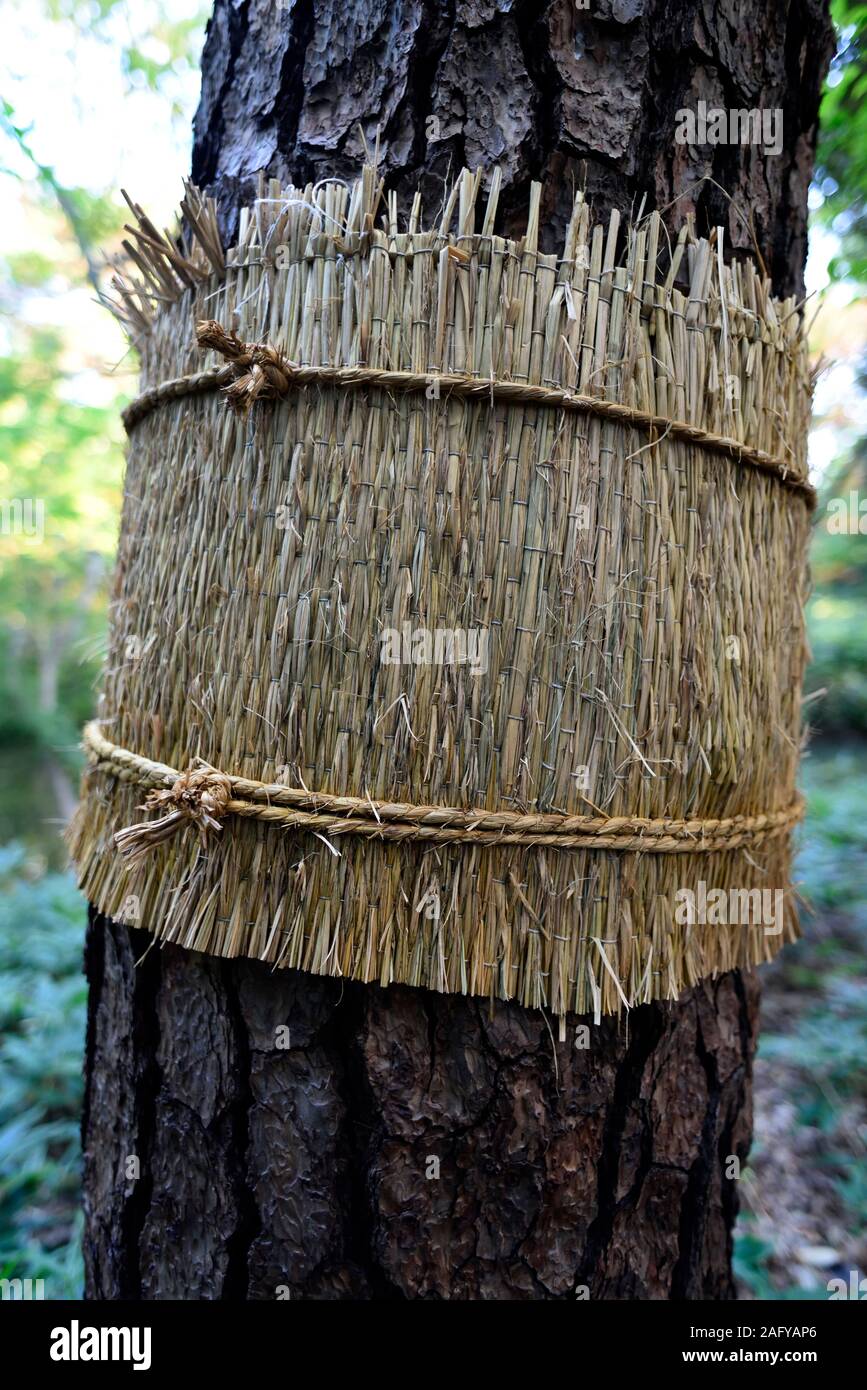 trees in Japan Stock Photo - Alamy