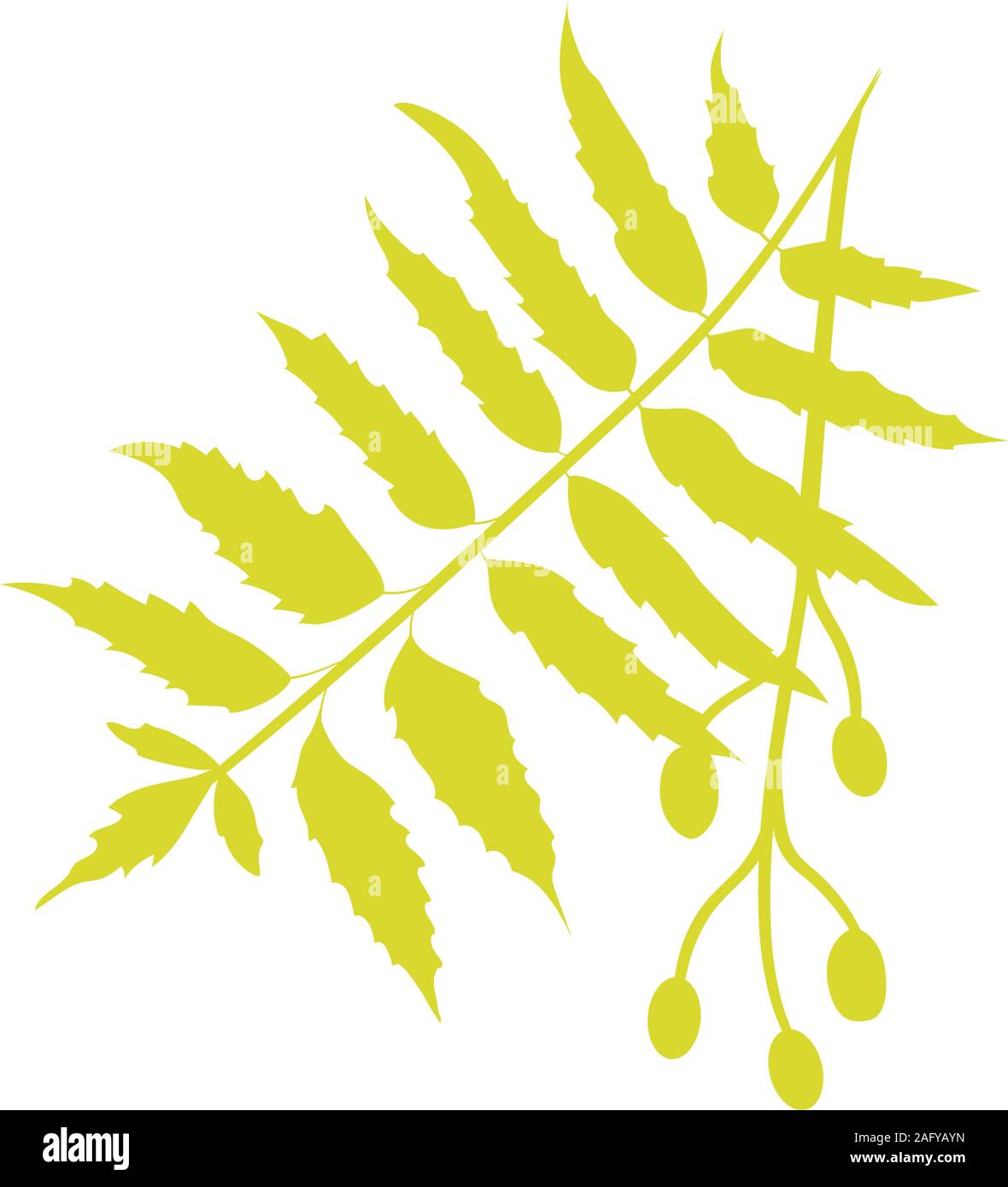 Indian neem tree Stock Vector Images - Alamy