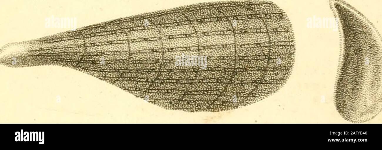 . The conchologist's text-book, embracing the arrangements of Lamarck ...