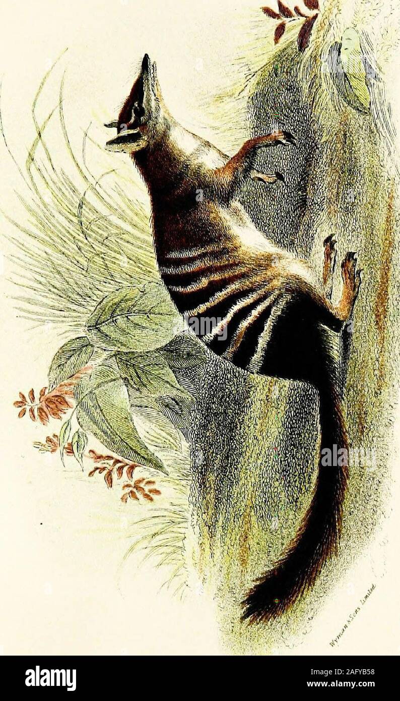 Ceratodus hi-res stock photography and images - Alamy