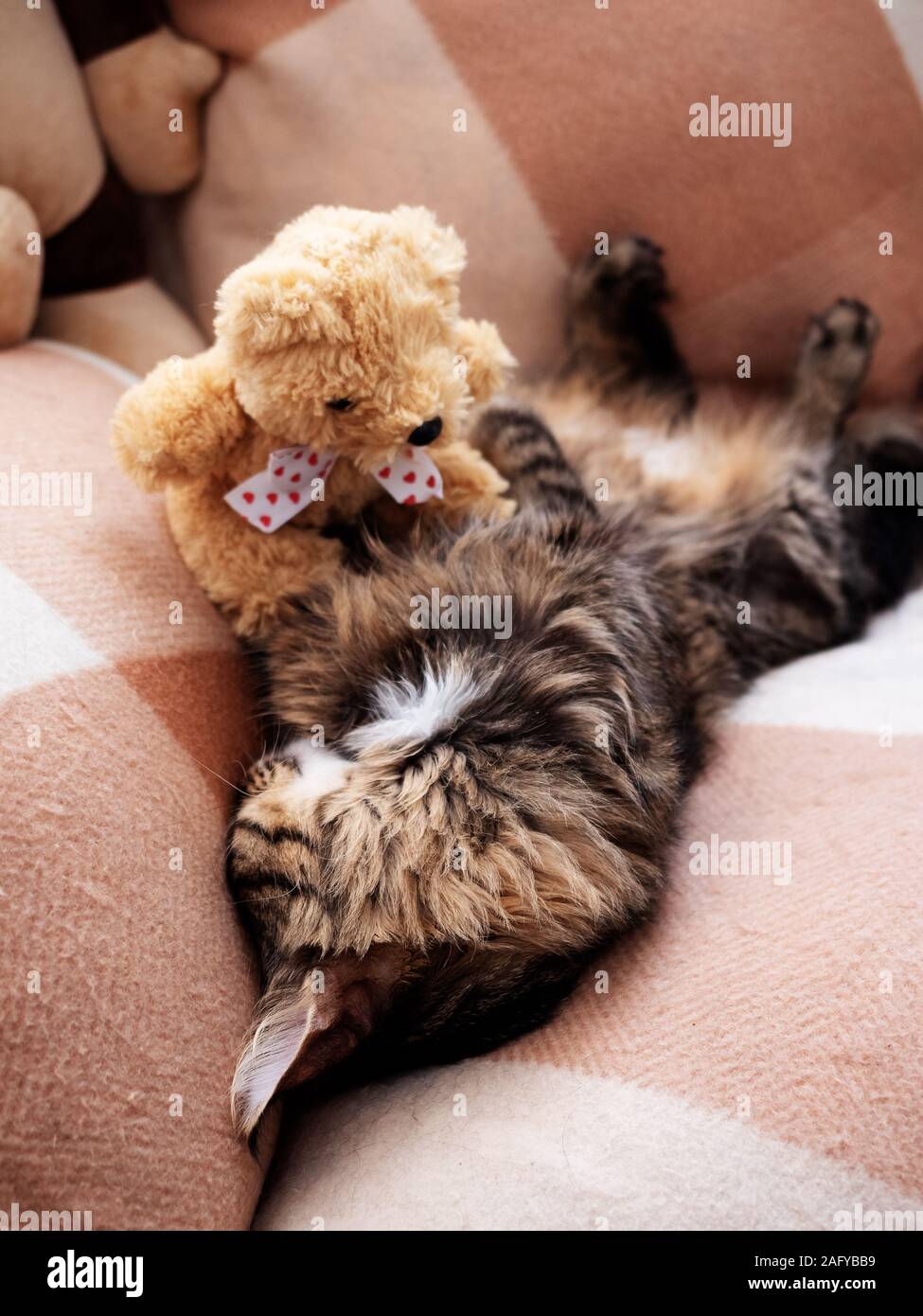 Domestic cat sleeping teddy bear hi-res stock photography and images ...