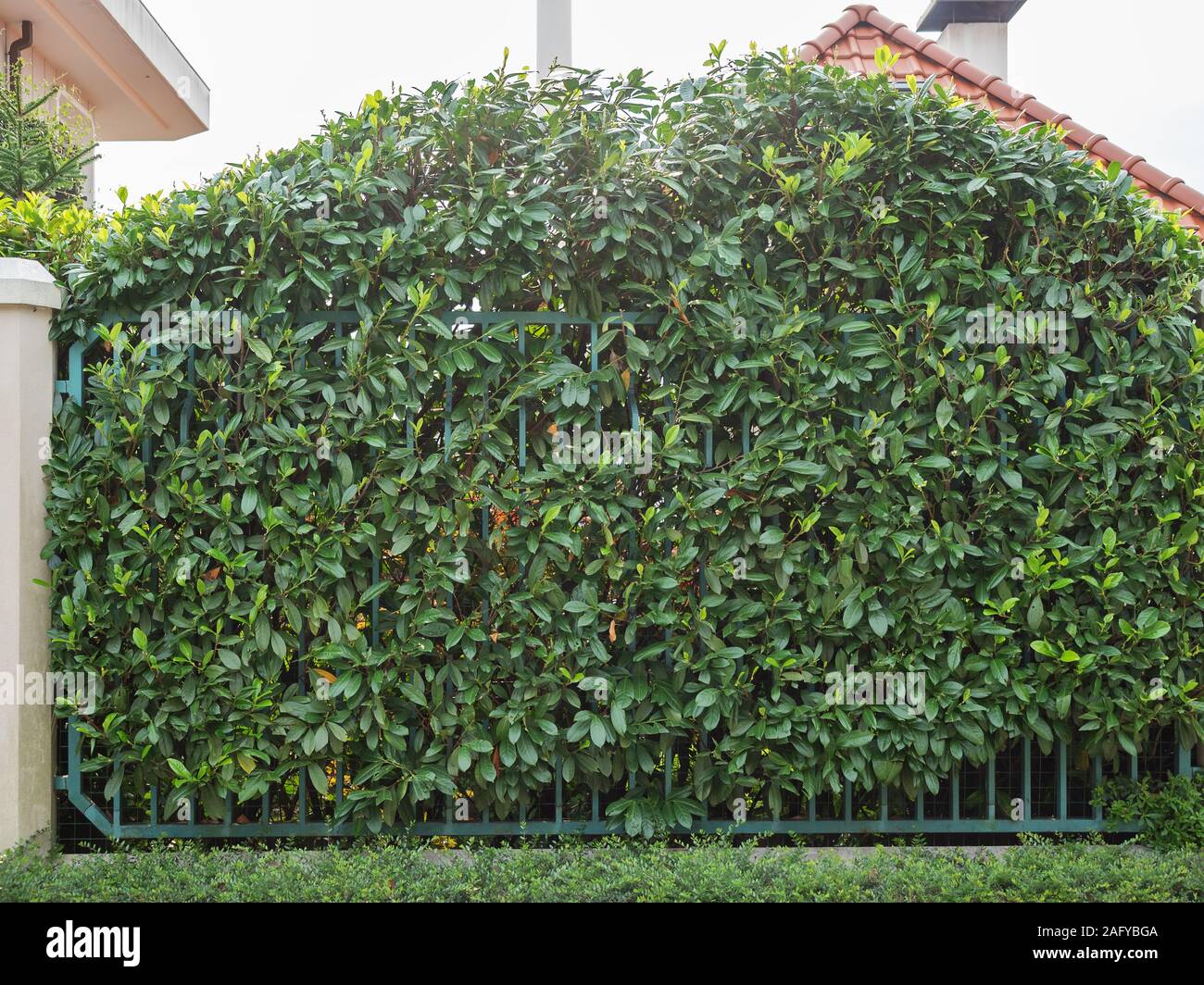 Evergreen decorative bush on an iron fence in afternoon Stock Photo - Alamy