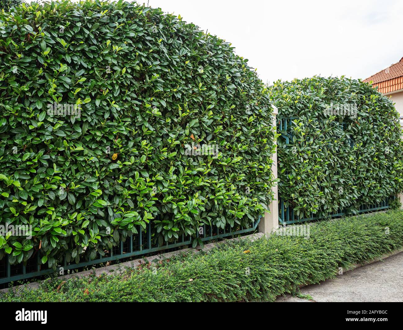 Evergreen decorative bush on an iron fence in afternoon Stock Photo - Alamy