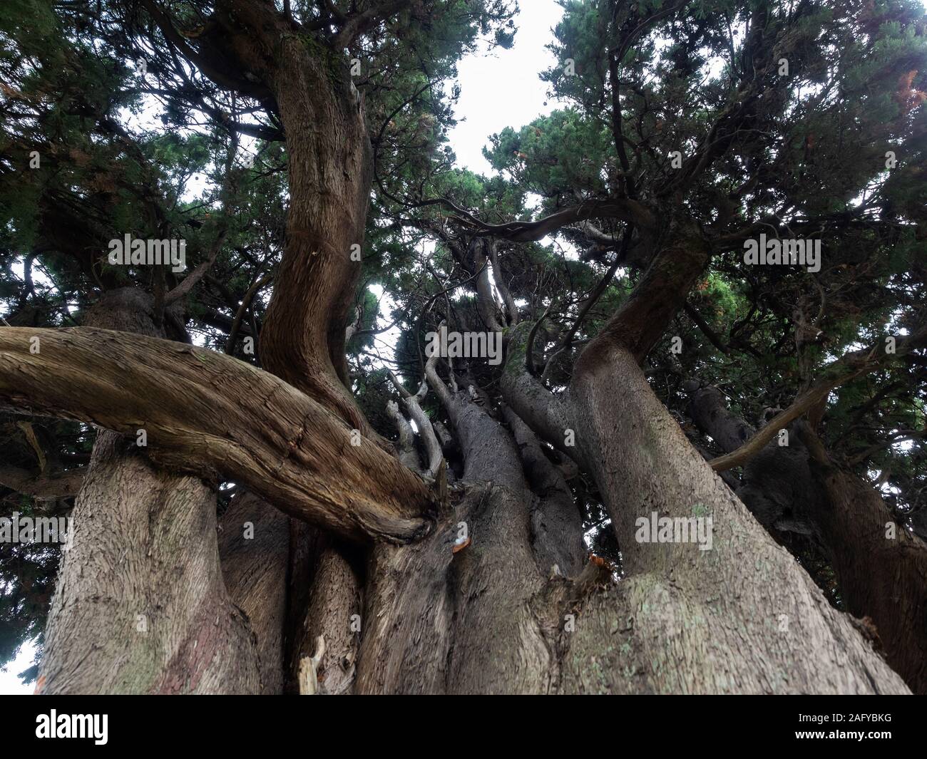 Curved branches of beautiful coniferous and old tree Stock Photo - Alamy