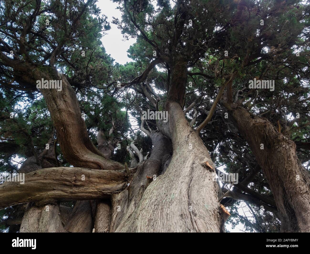 Curved branches of beautiful coniferous and old tree Stock Photo - Alamy