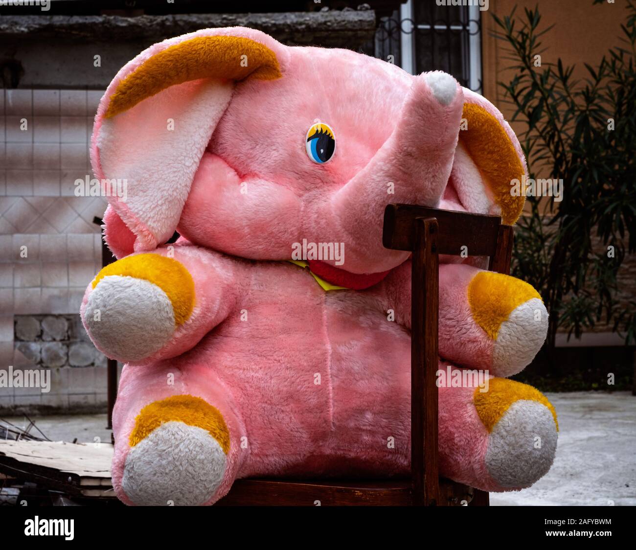 Elephant sitting chair hi-res stock photography and images - Alamy