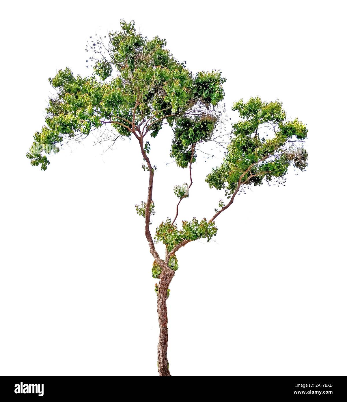 tree on white background Stock Photo - Alamy