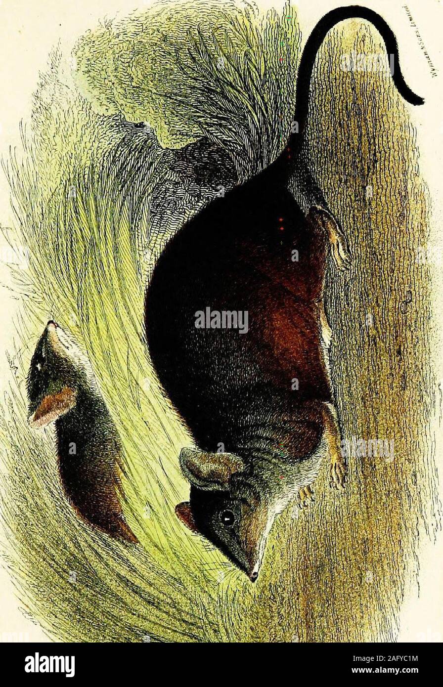 Antechinus mouse hi-res stock photography and images - Alamy