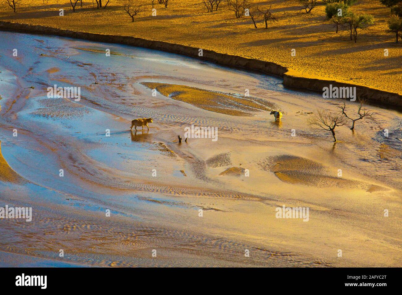 Cattle walking in river Stock Photo - Alamy