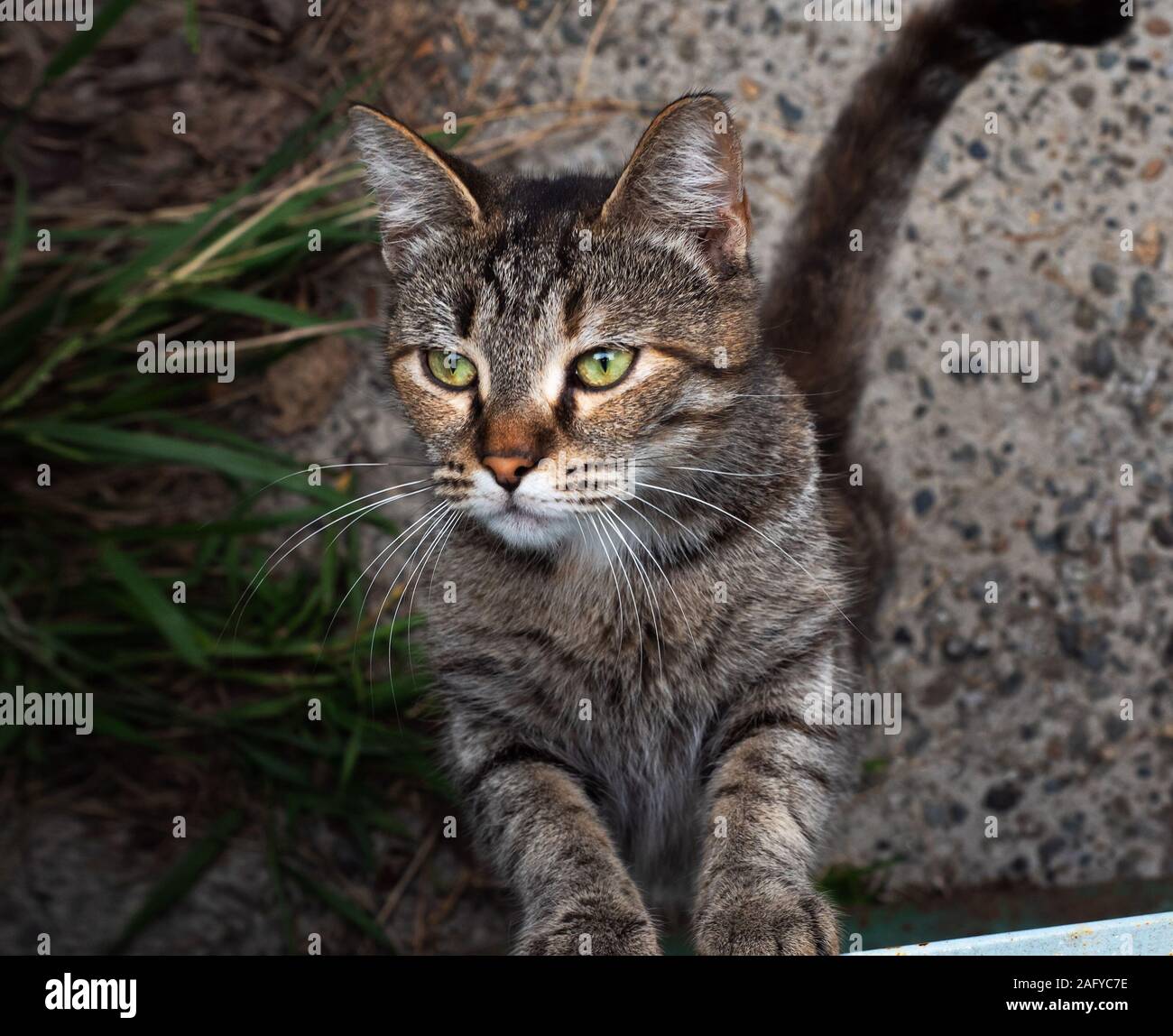 Beautiful street cat with green eyes stood on its hind legs Stock Photo ...