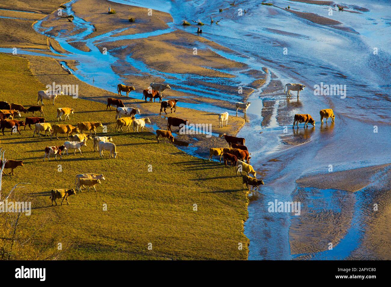 Cattle on grassland Stock Photo - Alamy
