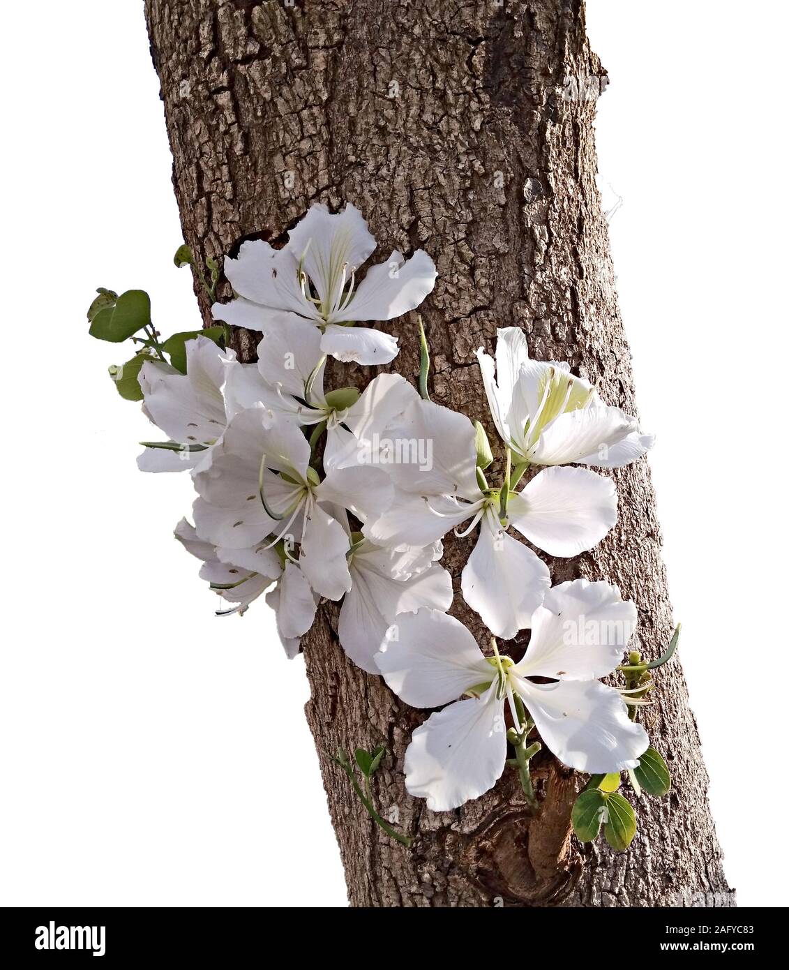 tree with flowers isolated on white background Stock Photo - Alamy