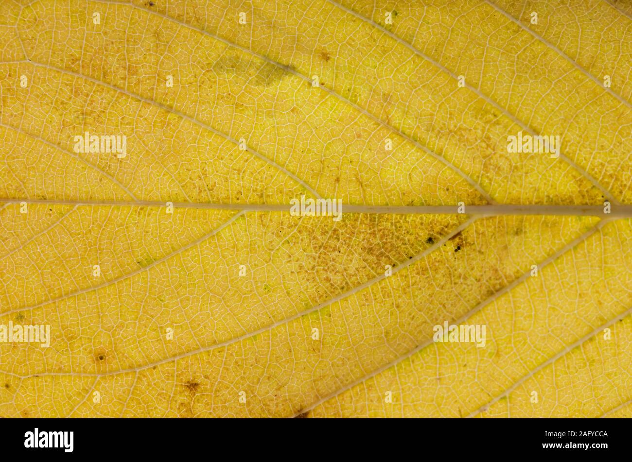 Transparent yellow leaf hi-res stock photography and images - Alamy