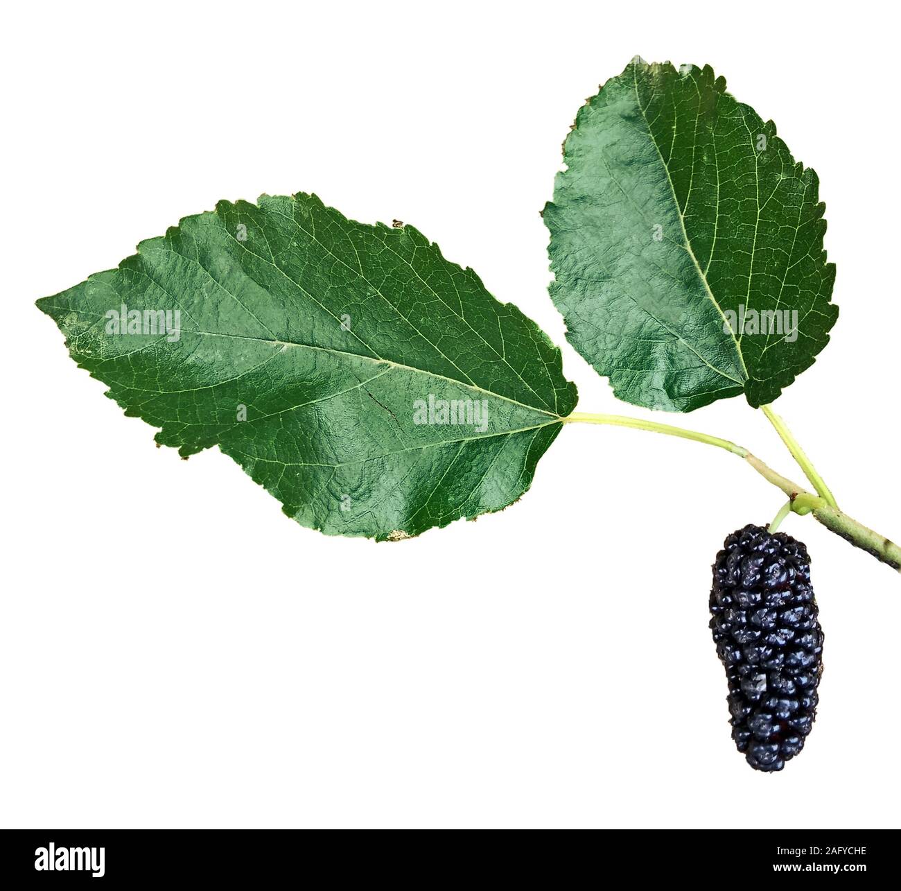 Black mulberry isolated on white background Stock Photo - Alamy