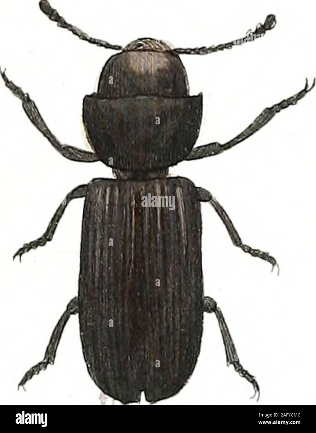 . Entomologie ou Histoire naturelle des insectes, avec leurs caractères ...