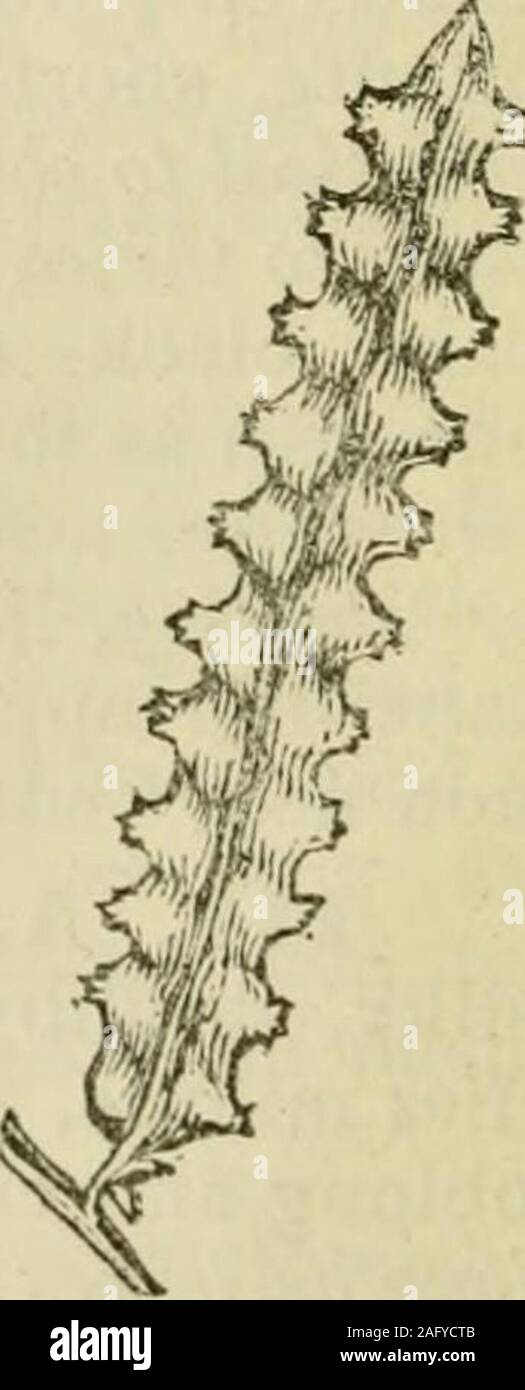 Leaf shaped teeth hi-res stock photography and images - Alamy