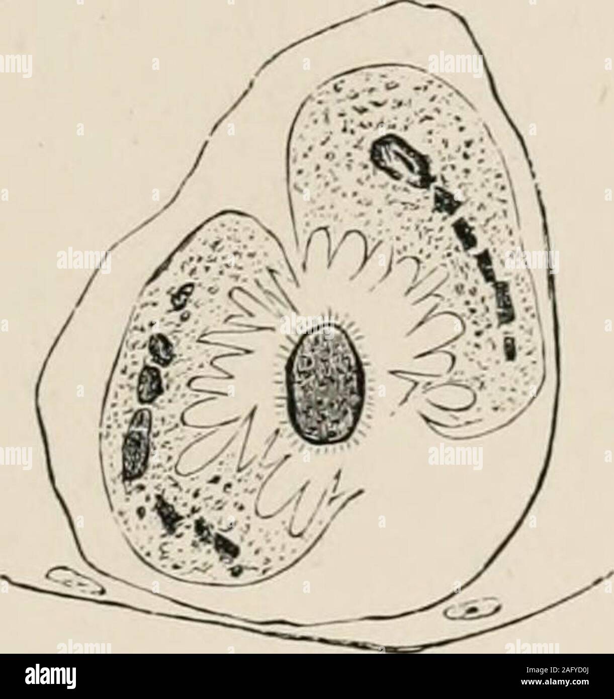 . The cell; outlines of general anatomy and physiology. B Stock Photo ...