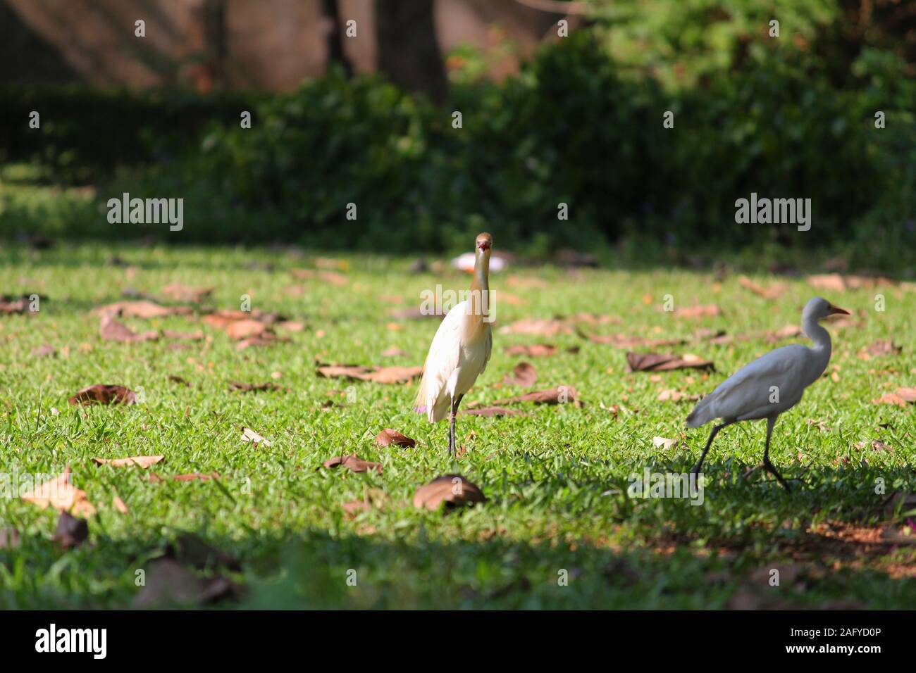 bird posing for a photo Stock Photo - Alamy