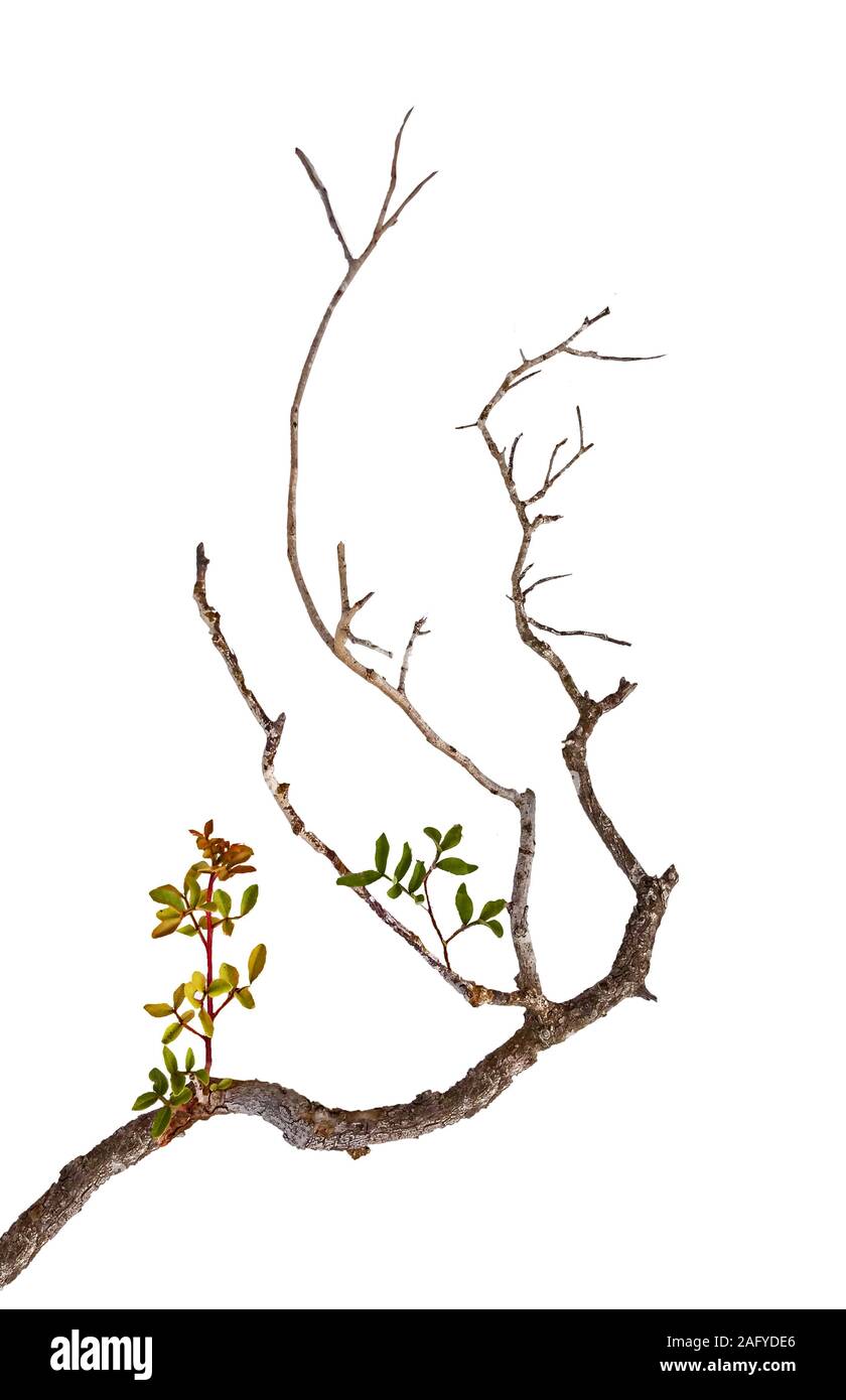 Dry tree isolated on white Stock Photo - Alamy