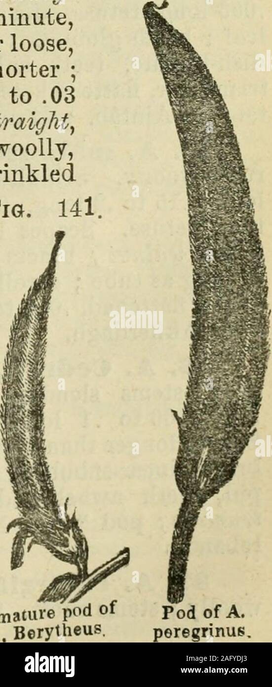Oblong Lanceolate Leaf High Resolution Stock Photography and Images - Alamy