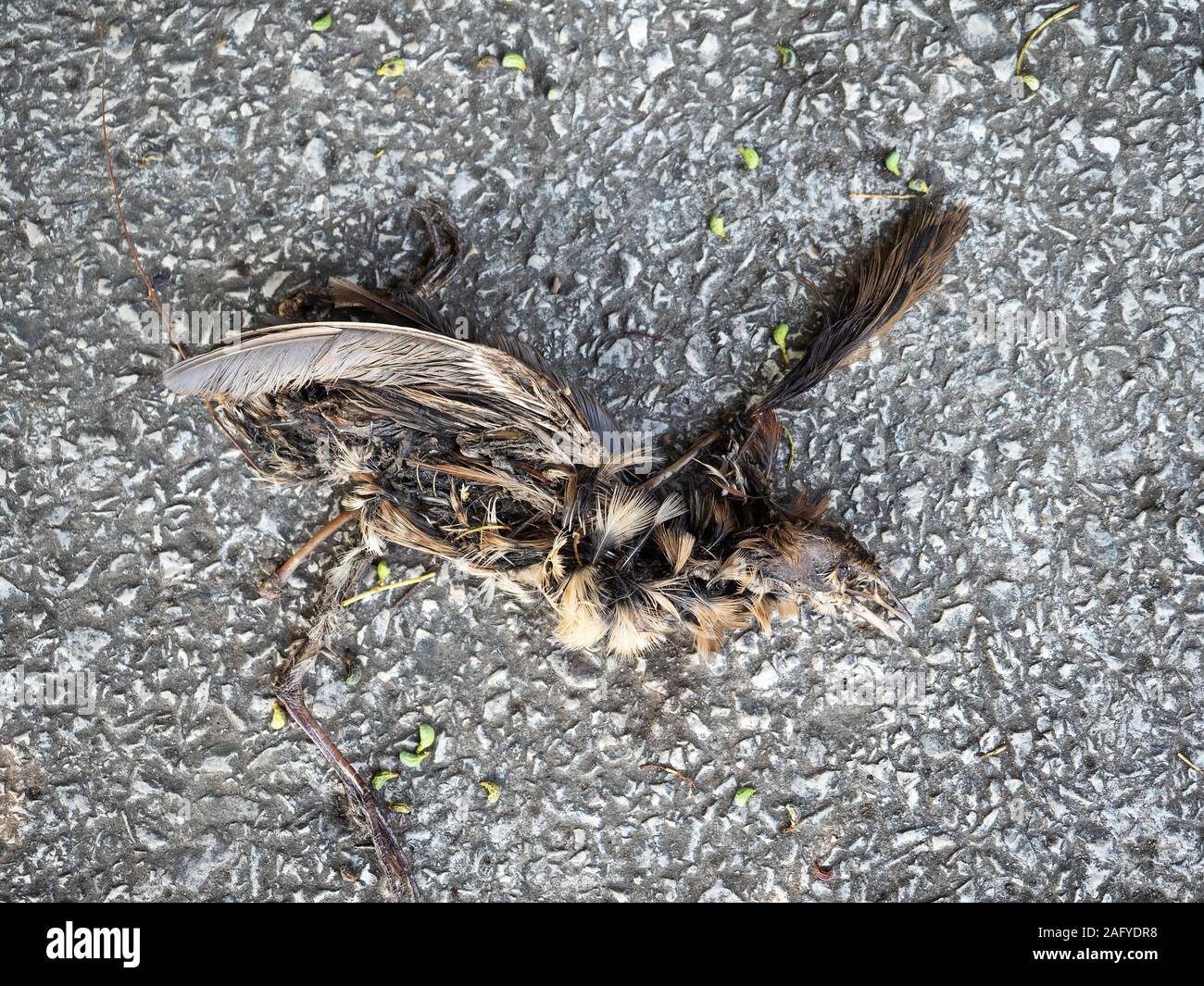Decomposed Body High Resolution Stock Photography and Images - Alamy