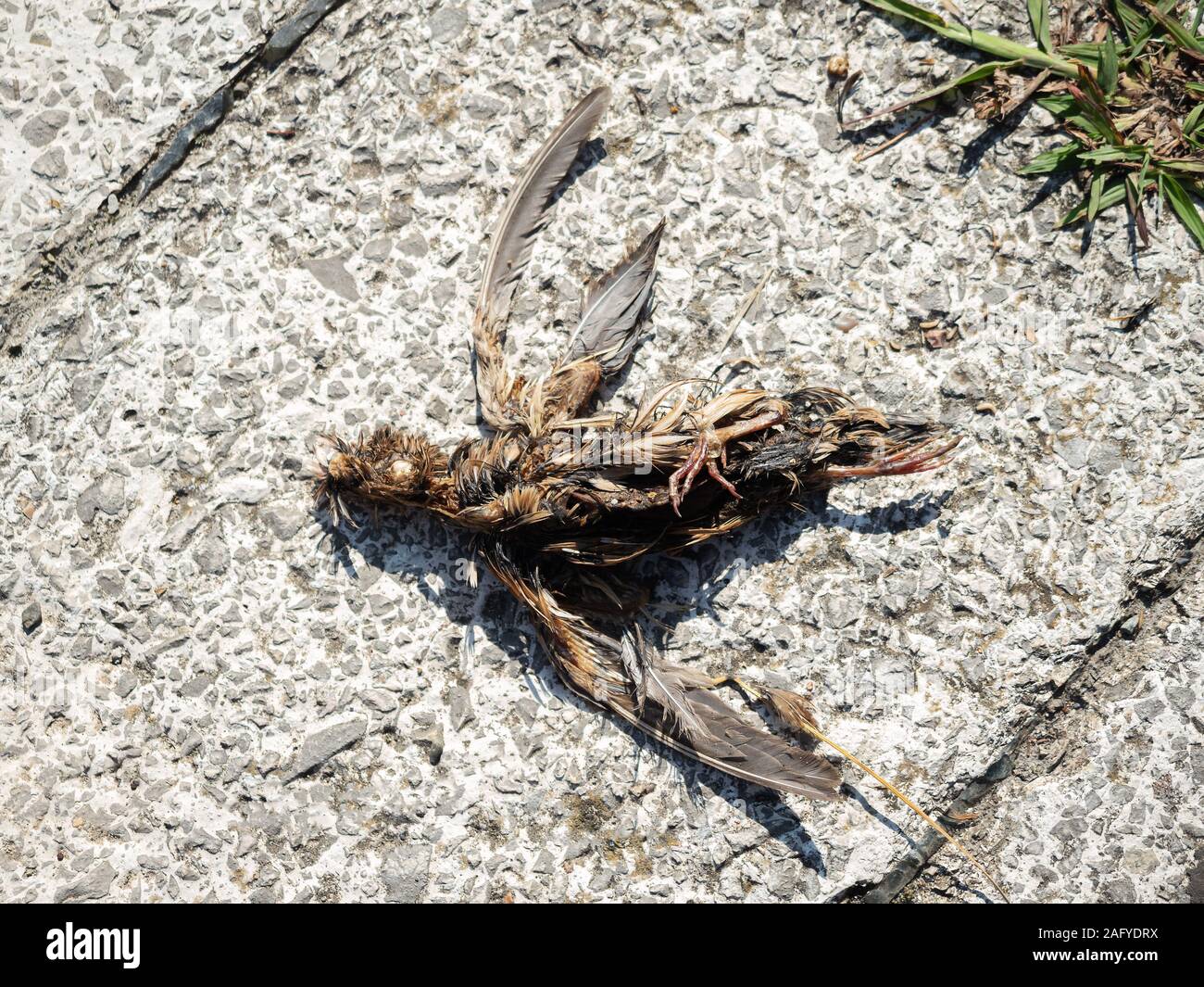 Decomposed Body High Resolution Stock Photography and Images - Alamy