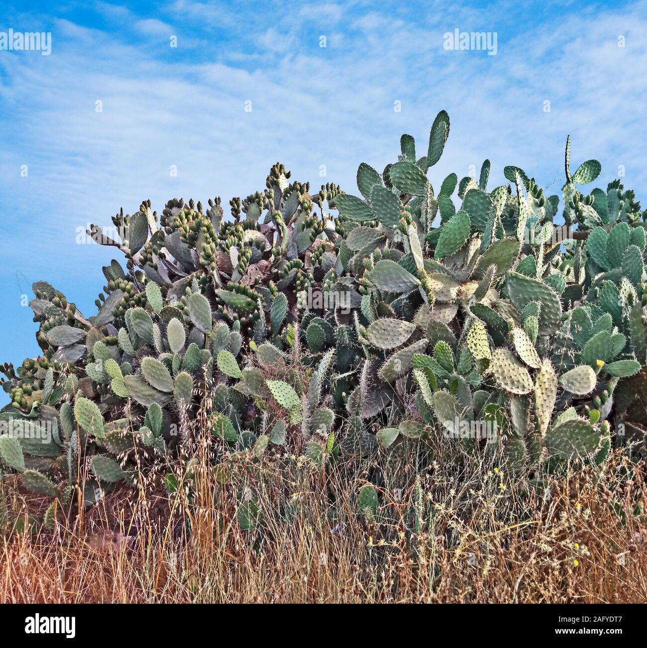 Israeli cactus hi-res stock photography and images - Alamy