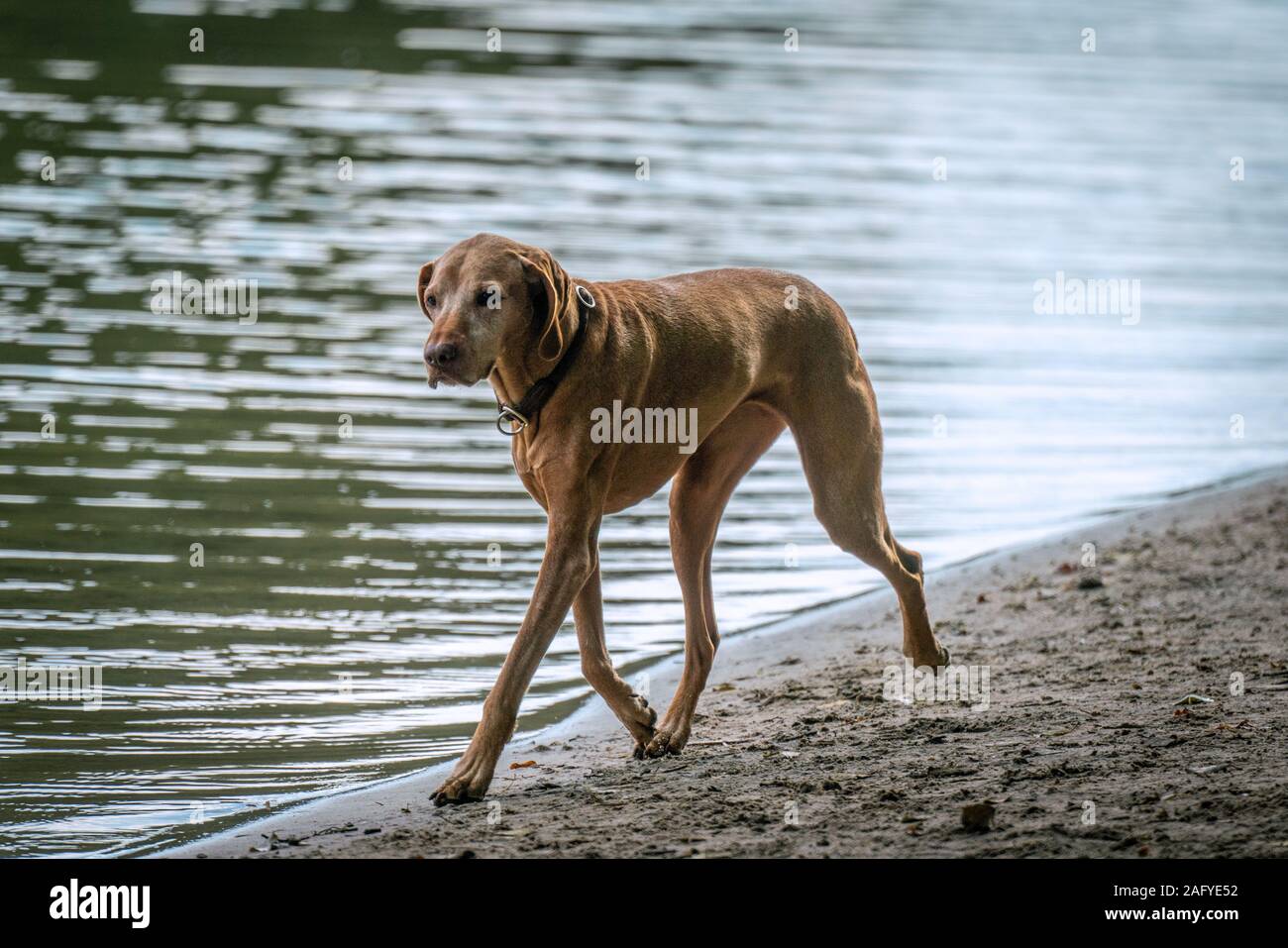 A brown shorthaired dog with very long legs is running on the beach of ...