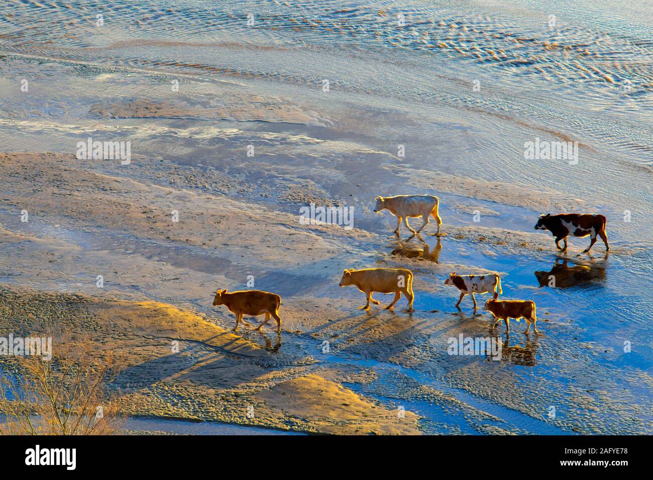 Cattle walking in river Stock Photo - Alamy