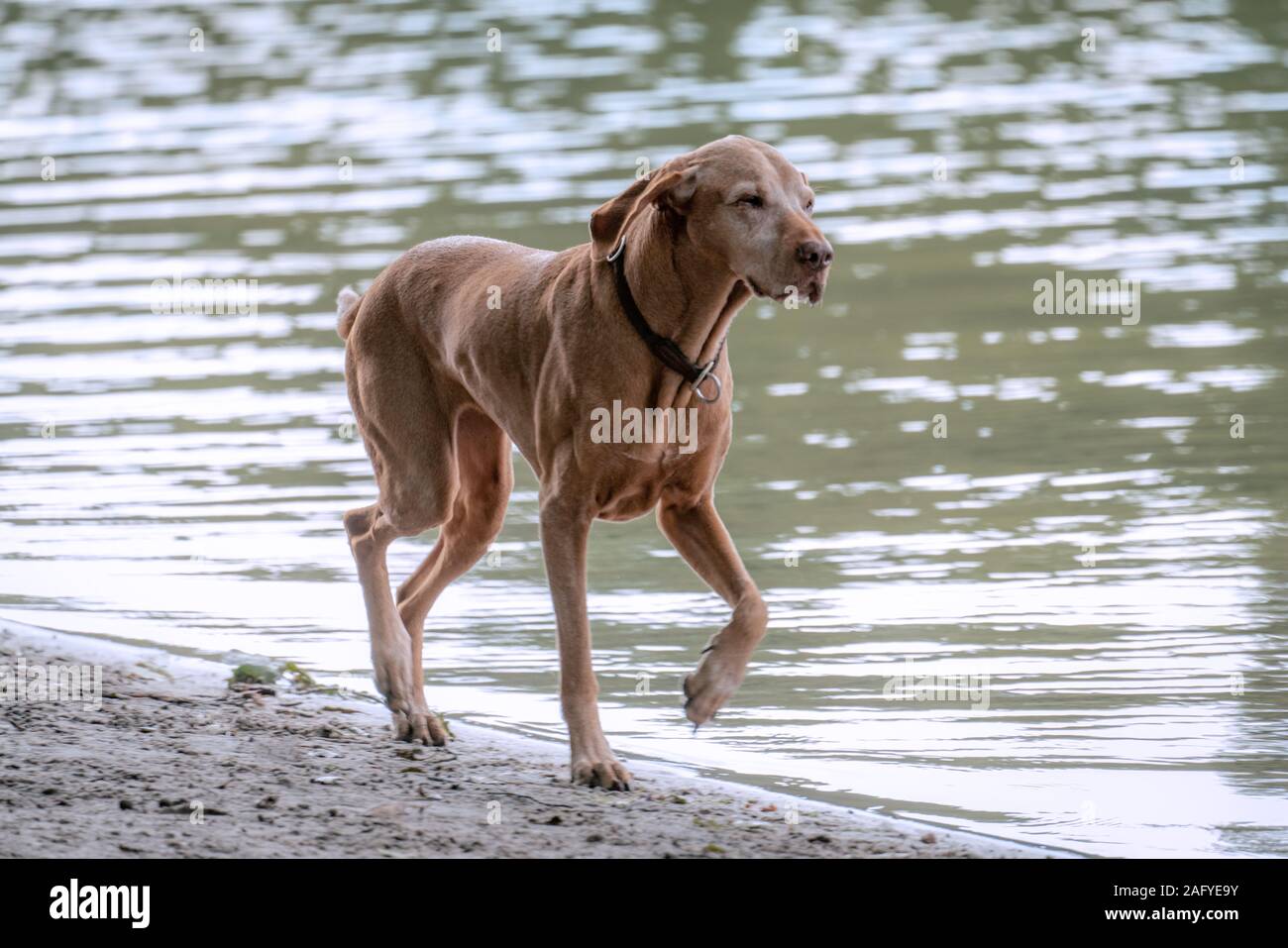 A brown shorthaired dog with very long legs is running on the beach of ...
