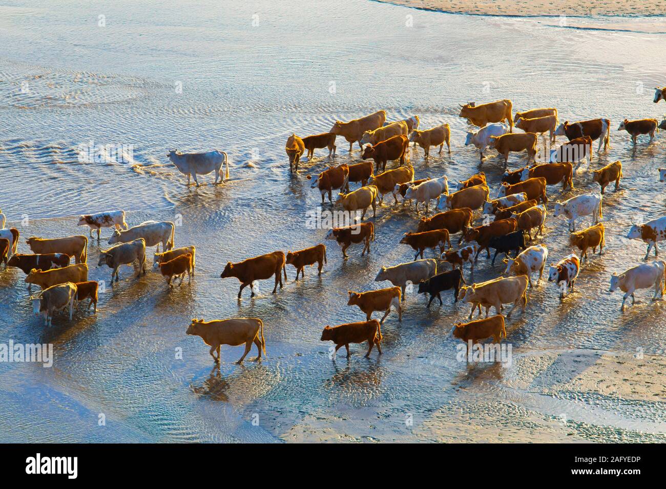 Cattle walking in river Stock Photo - Alamy