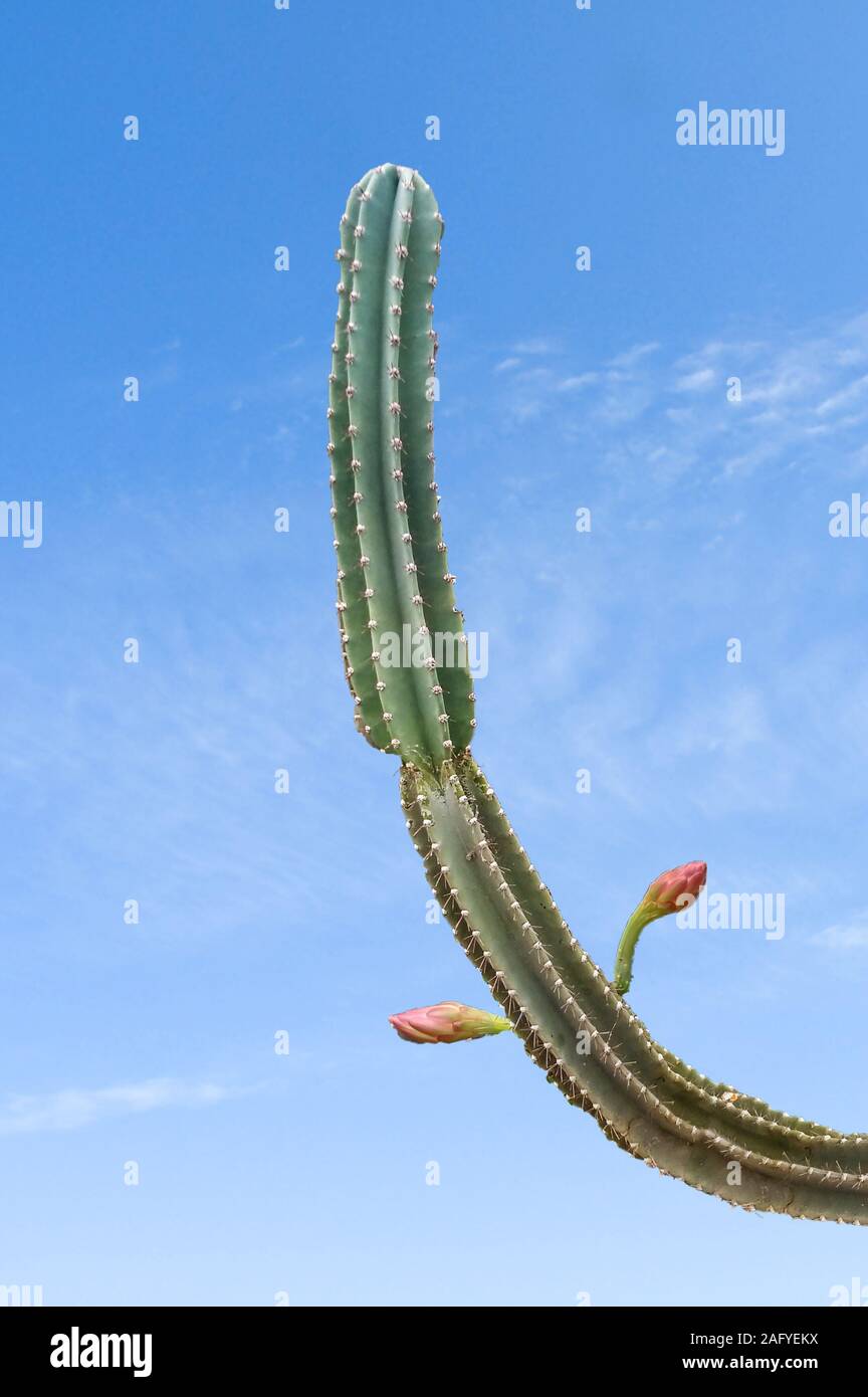 Israeli cactus hi-res stock photography and images - Alamy