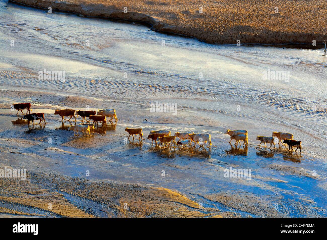 Cattle walking in river Stock Photo - Alamy