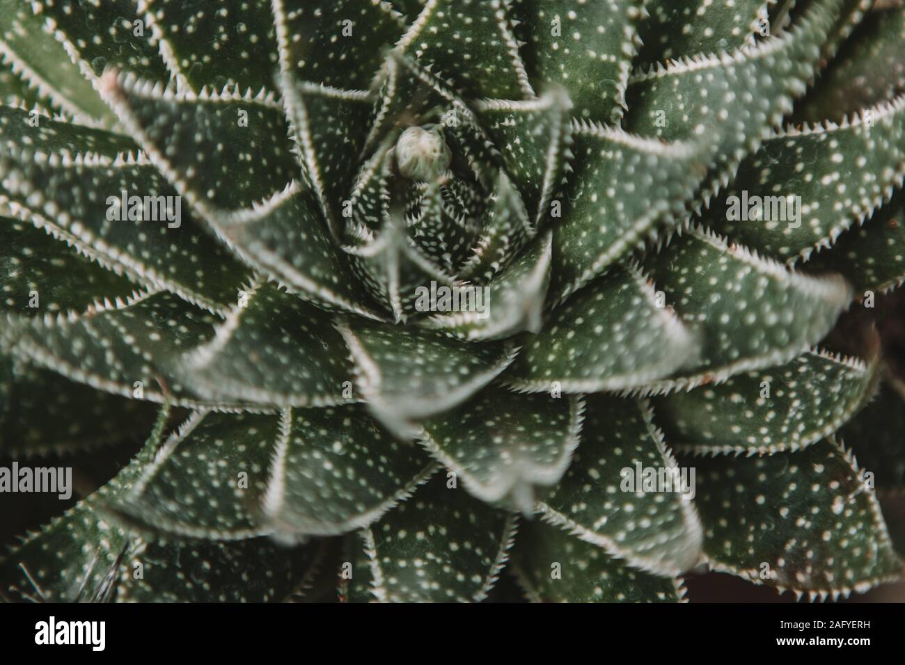 Overhead view of a succulent plant Stock Photo - Alamy