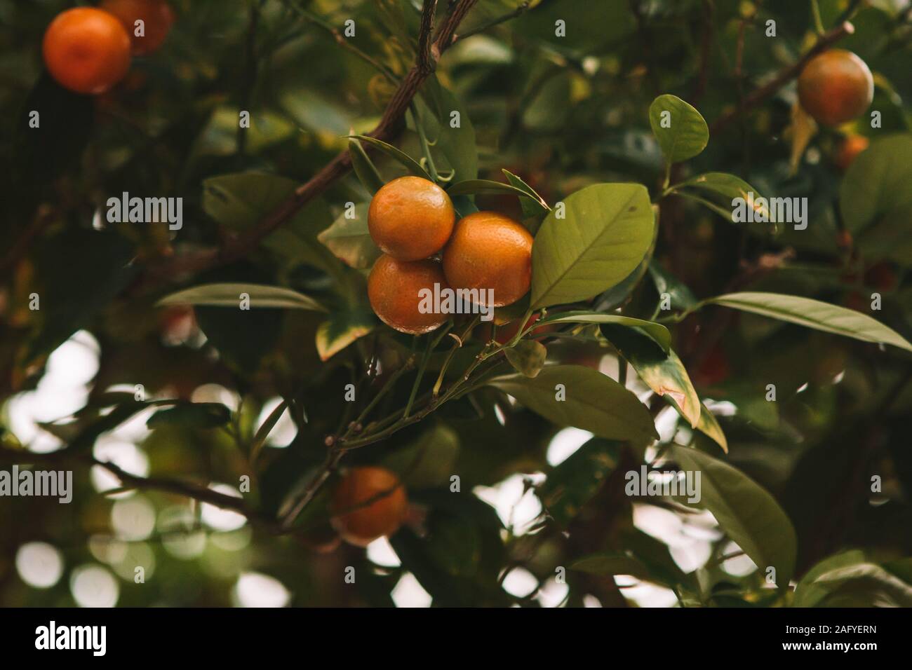 Oranges at plant hi-res stock photography and images - Alamy