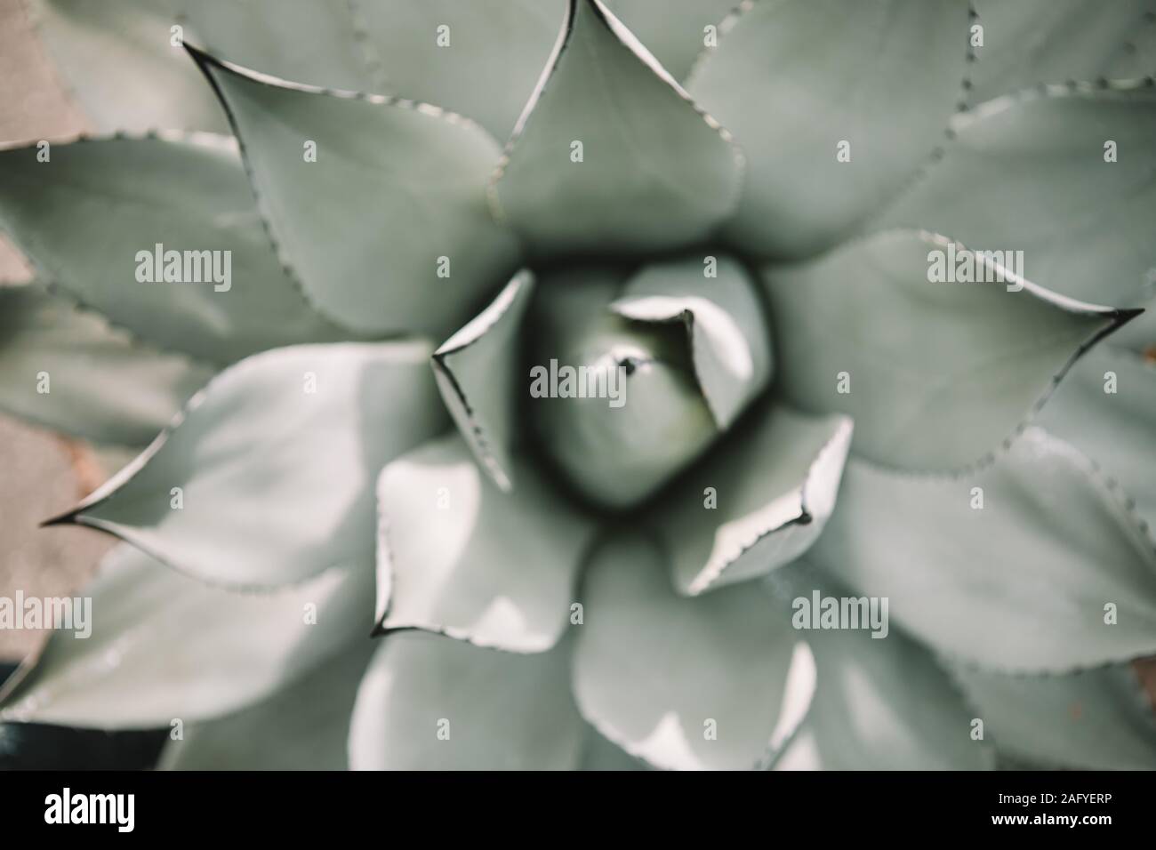 Overhead view of a suculent plant Stock Photo - Alamy