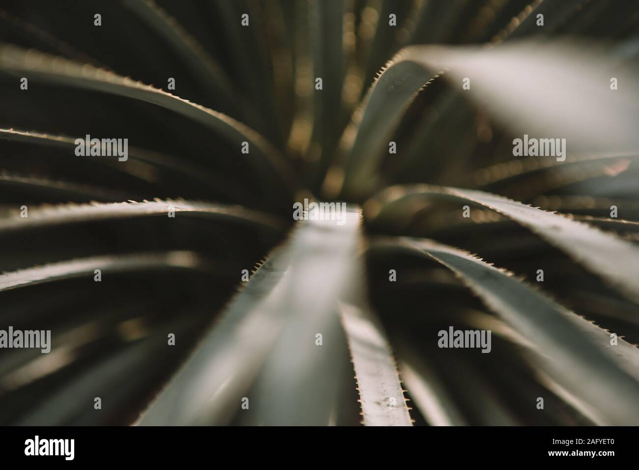 side view of a fern Stock Photo - Alamy