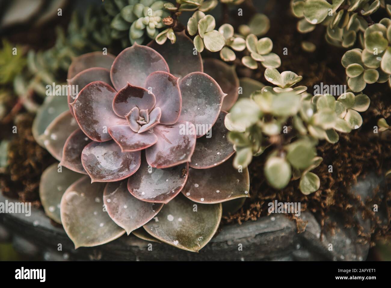 Succulent overhead hi-res stock photography and images - Alamy