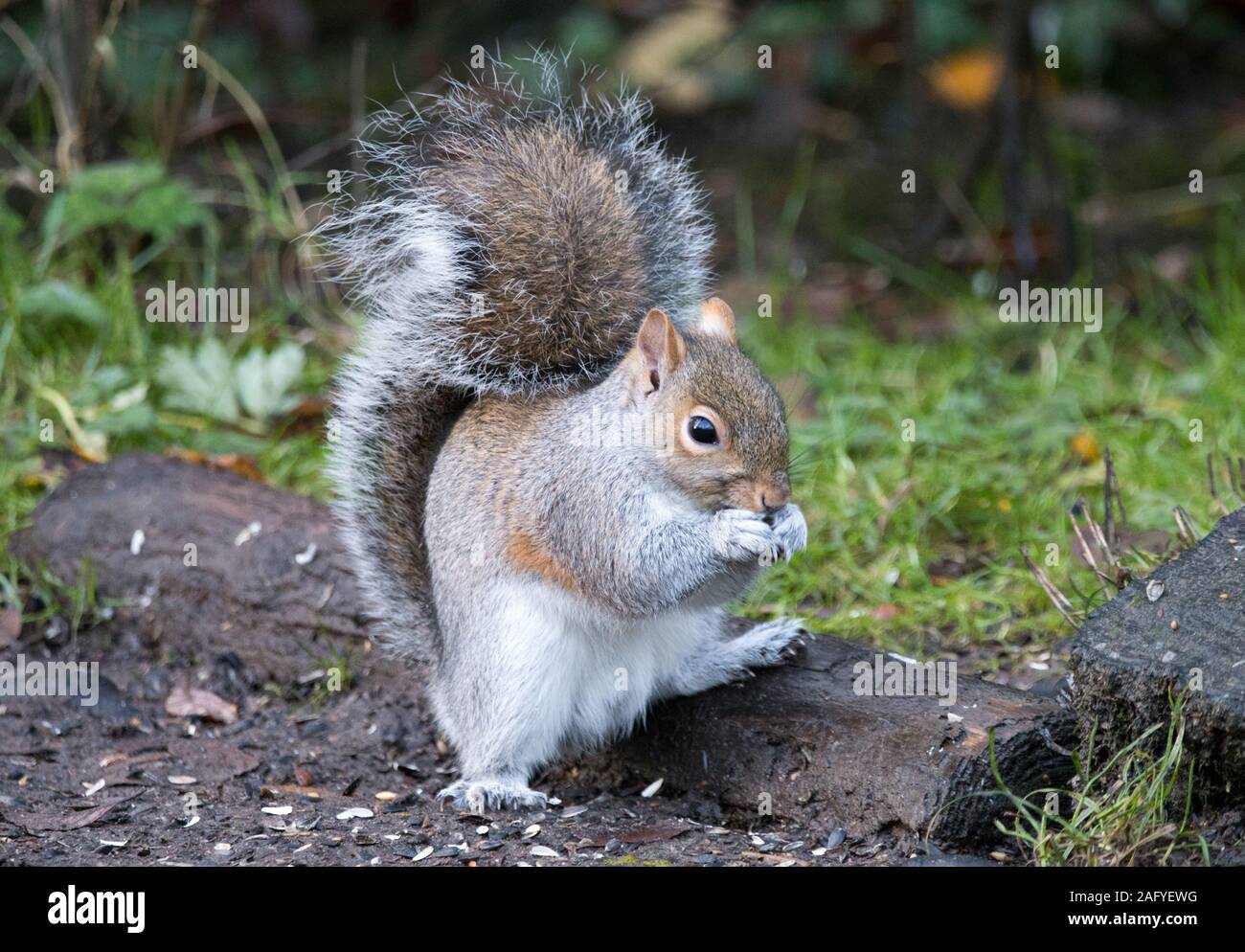 Grey squirrel holding food hi-res stock photography and images - Alamy